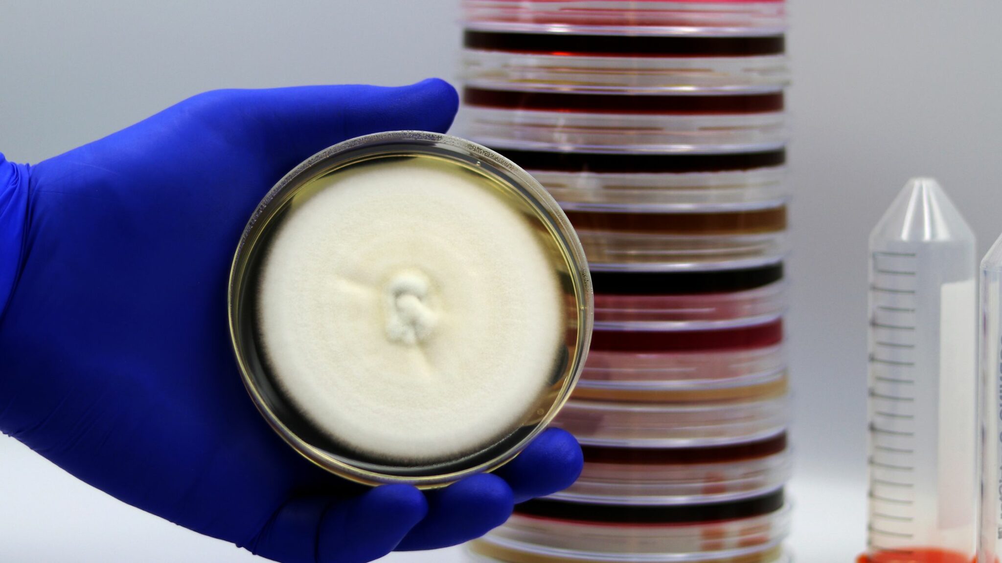 Materiales de micelio: Hongos como material de construcción - Herbesco